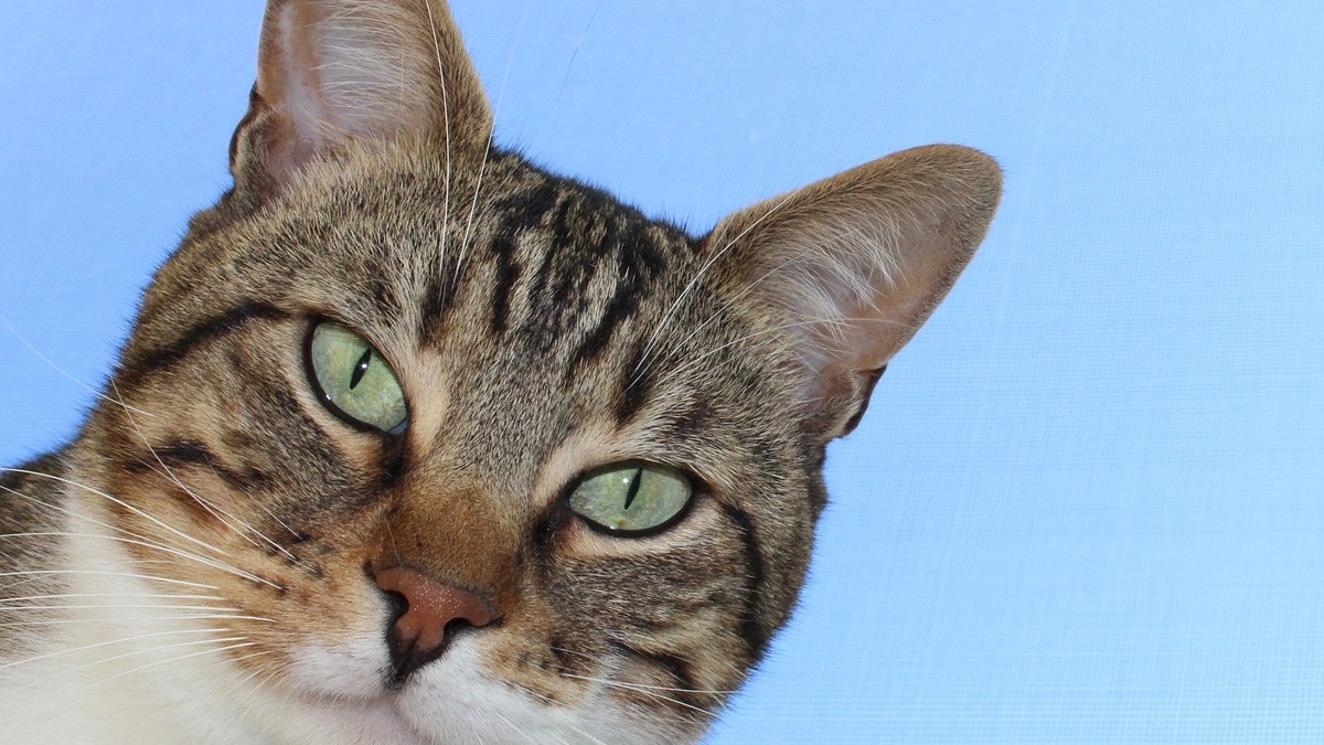 Five cat behaviors that many consider protective