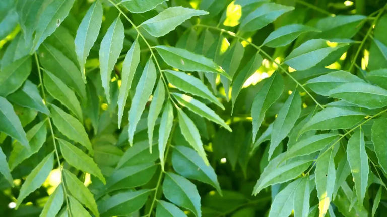 Control blood sugar by chewing curry leaves daily; know benefits, risks ...