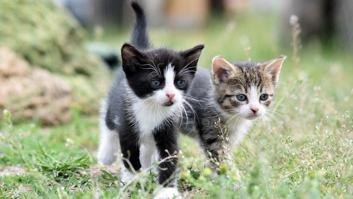 10 unique skills that make cats truly special pets