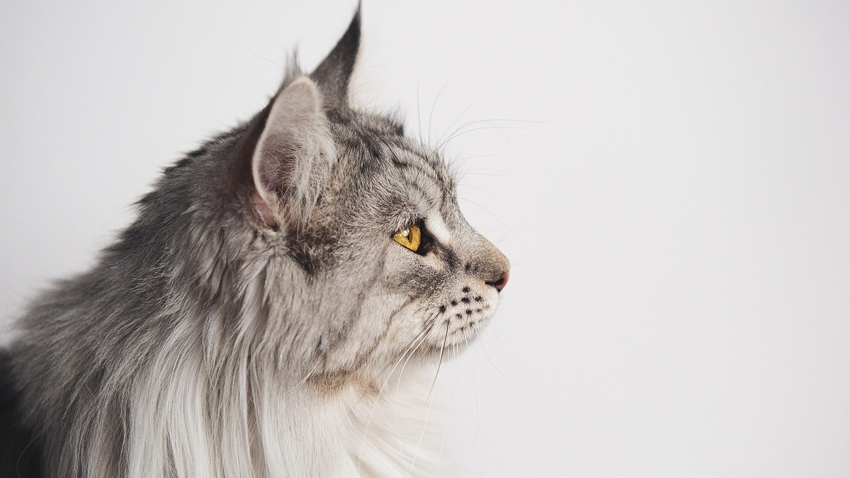 These are the 10 cutest and most loving cat breeds to adopt
