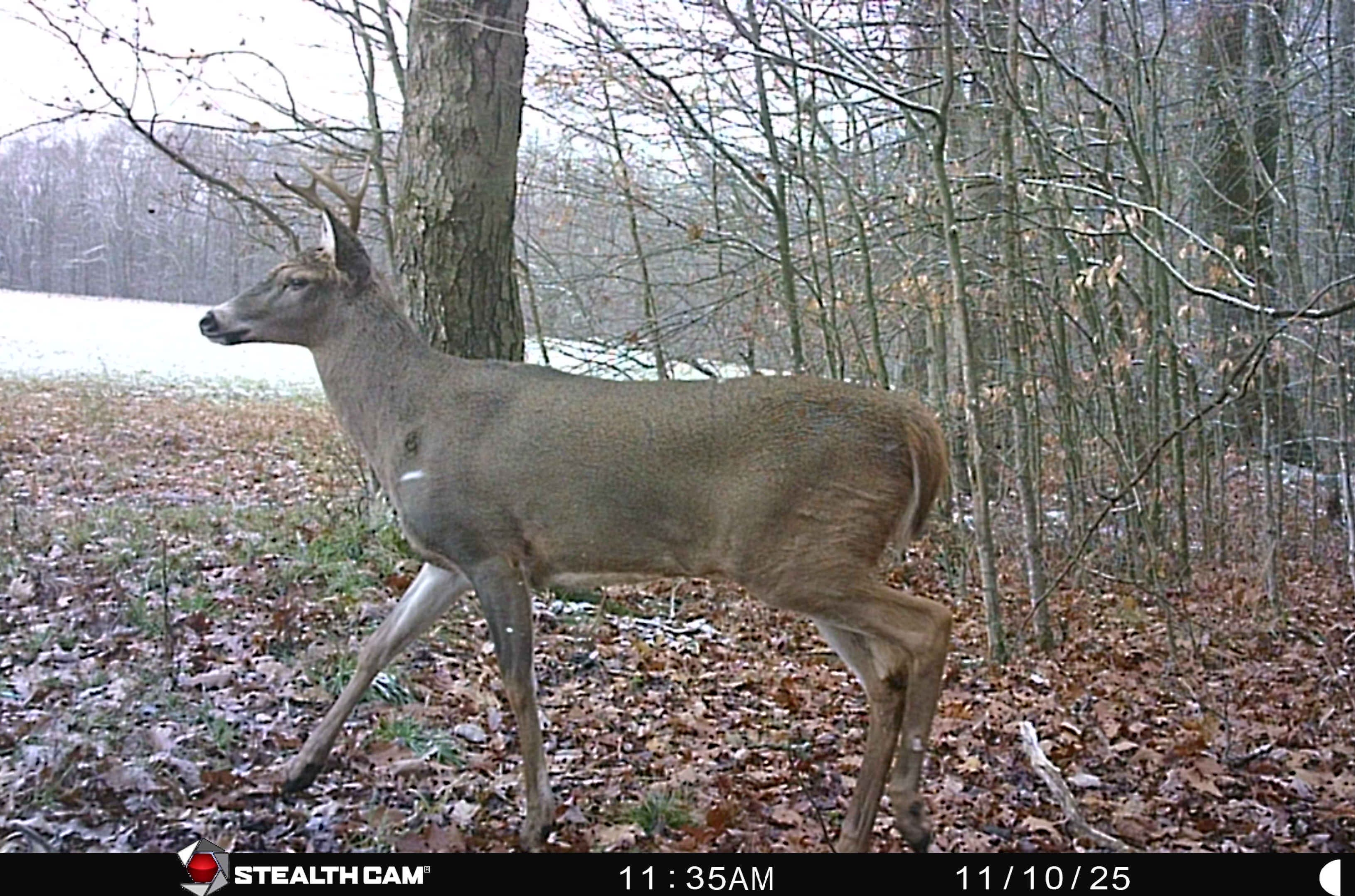 Ready for the last buck? Here’s when Alabama deer season ends