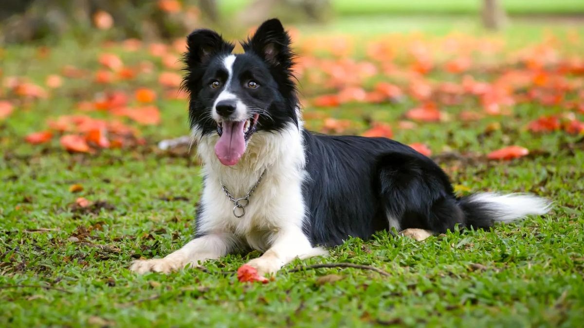 These are the 12 most obedient and easiest dog breeds to train ...