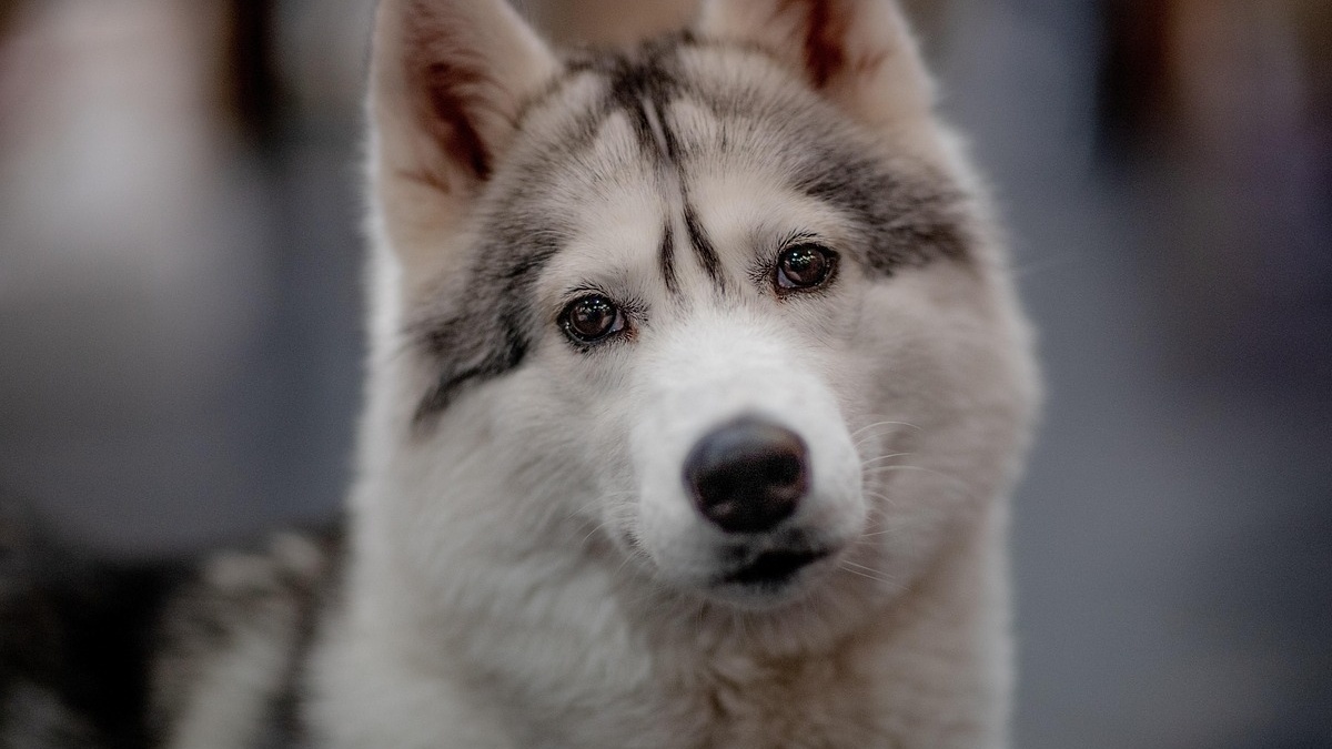Things you do unconsciously that hurt your dog's feelings