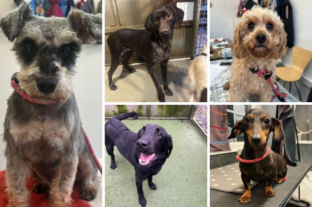 Five dogs looking for their forever home from Many Tears Rescue