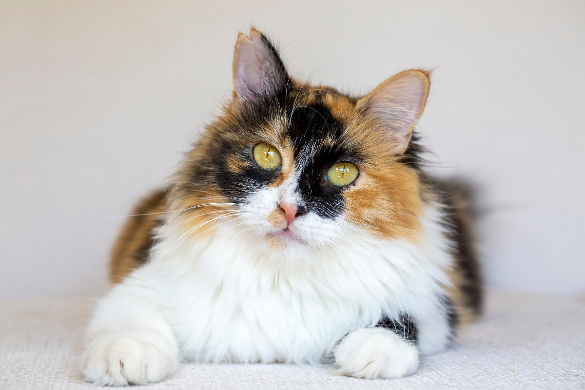 Calico cat defies gravity while her feline audience can’t believe it