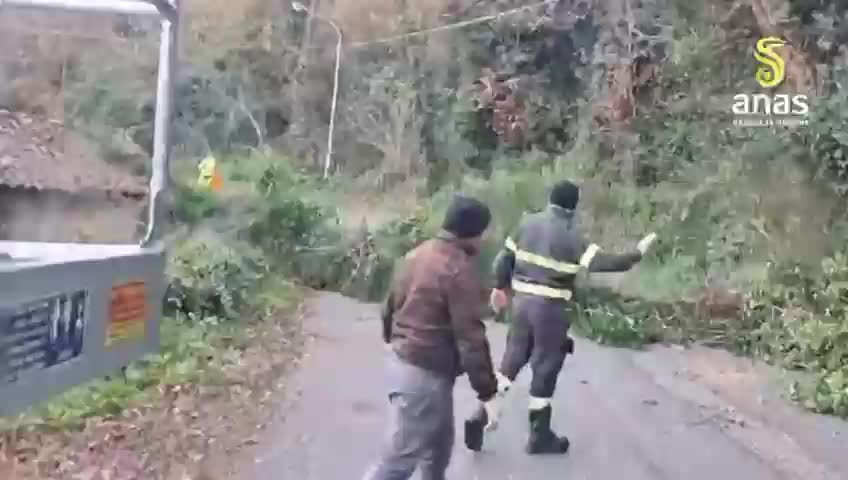 Chiaravalle Centrale, l'Anas mette in sicurezza gli alberi pericolanti ...