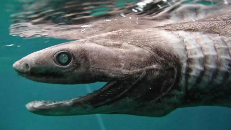 7 weirdest sharks in the world: Rare species with truly bizarre features