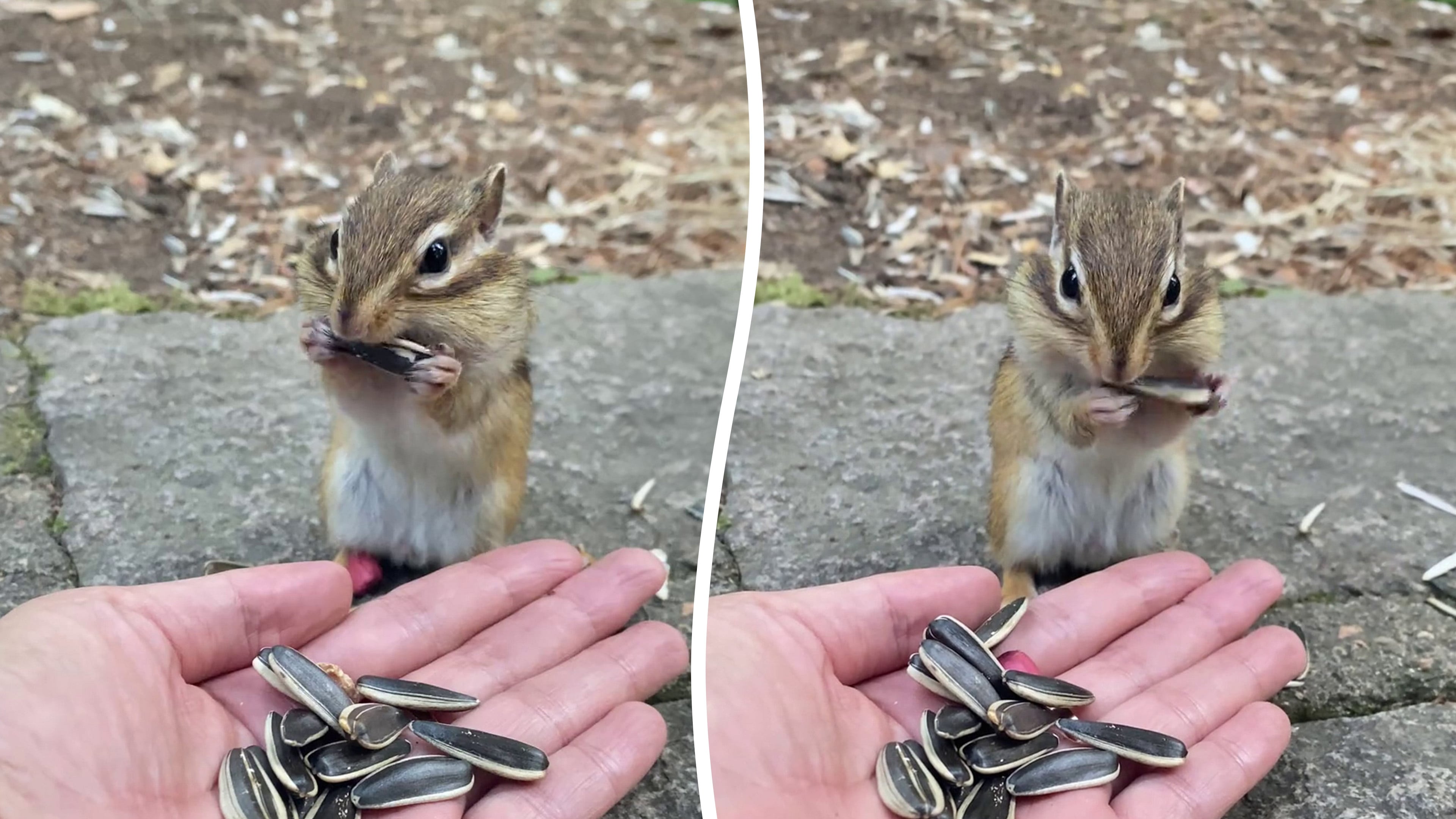 Tiny squirrel nibbles sunflower seeds from a human hand