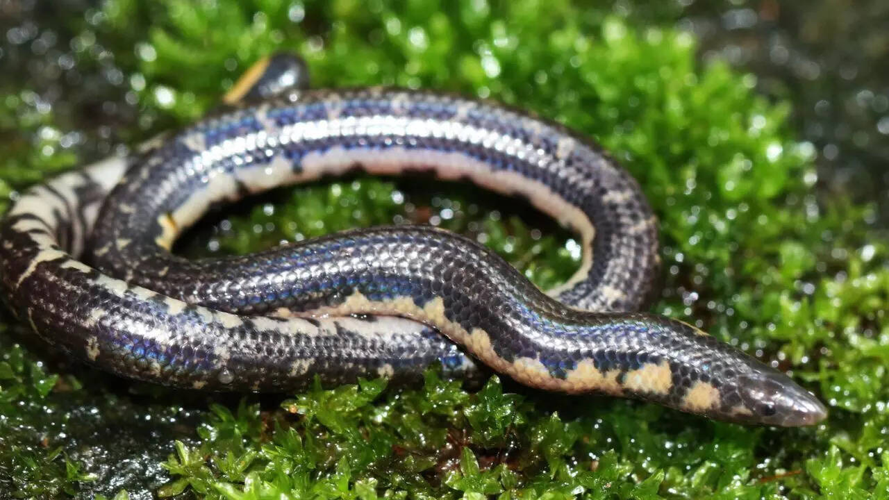 Rhinophis siruvaniensis: Rare shieldtail snake discovered in Kerala ...
