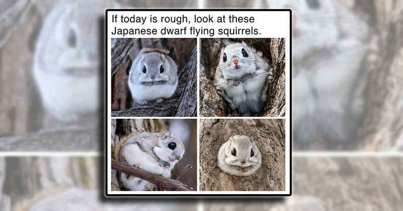 Awwwdorable Animal Memes We All Deserve After a Long and Cold Work Week ...