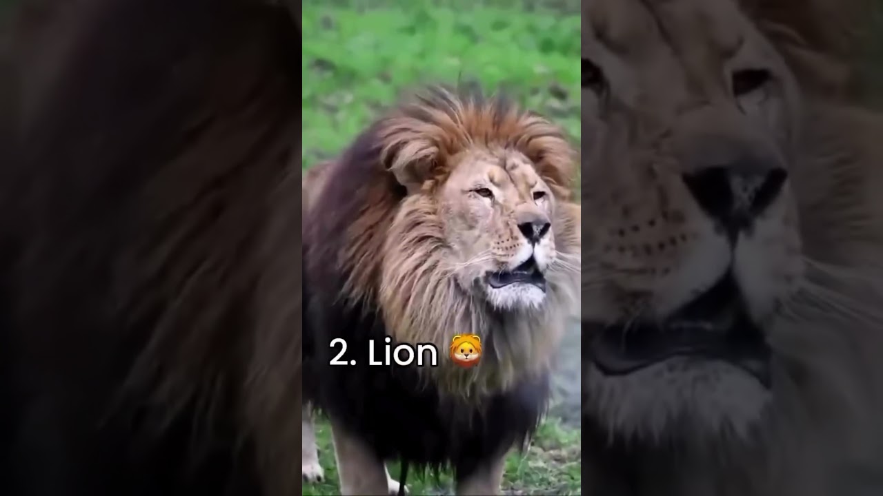 The 3 most ferocious animal roars in the wild