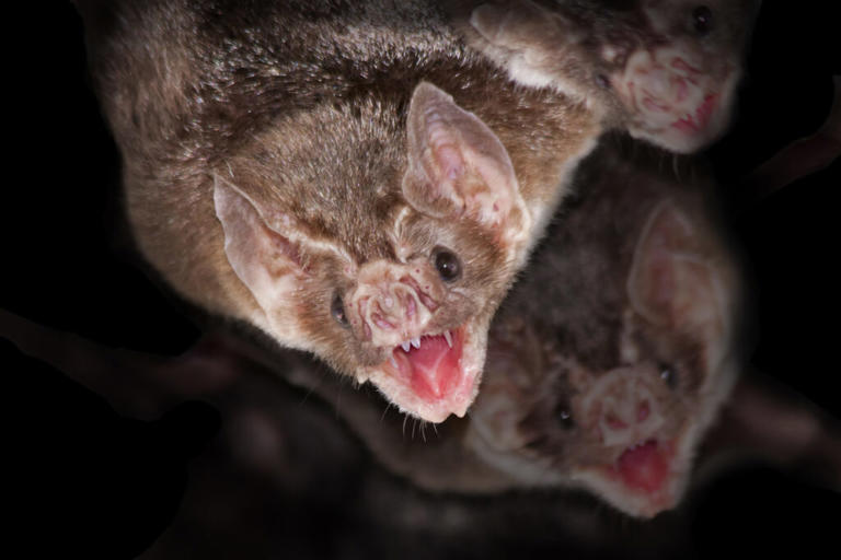 Unique bats that play vital roles in nature