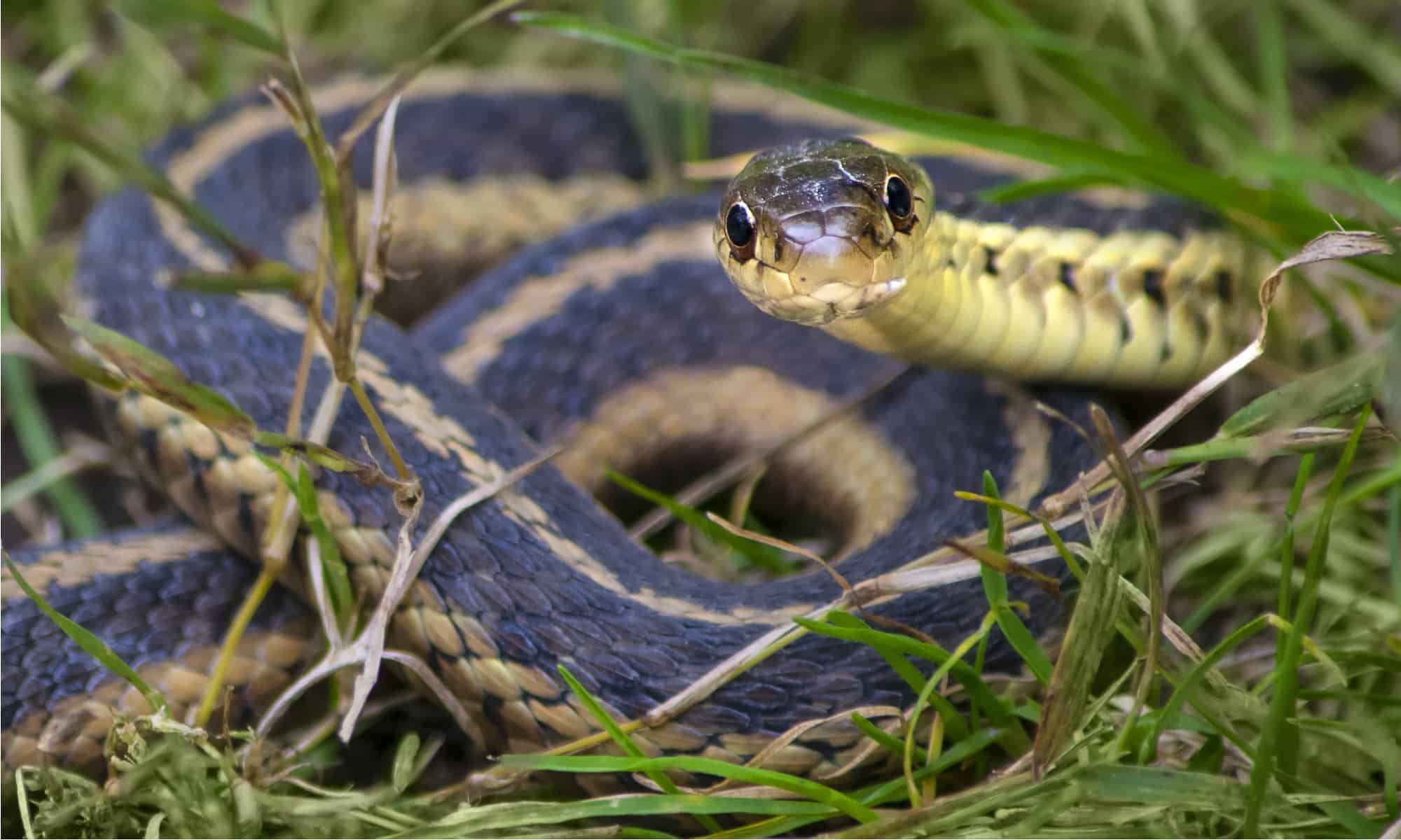 The 10 friendliest snakes in the world