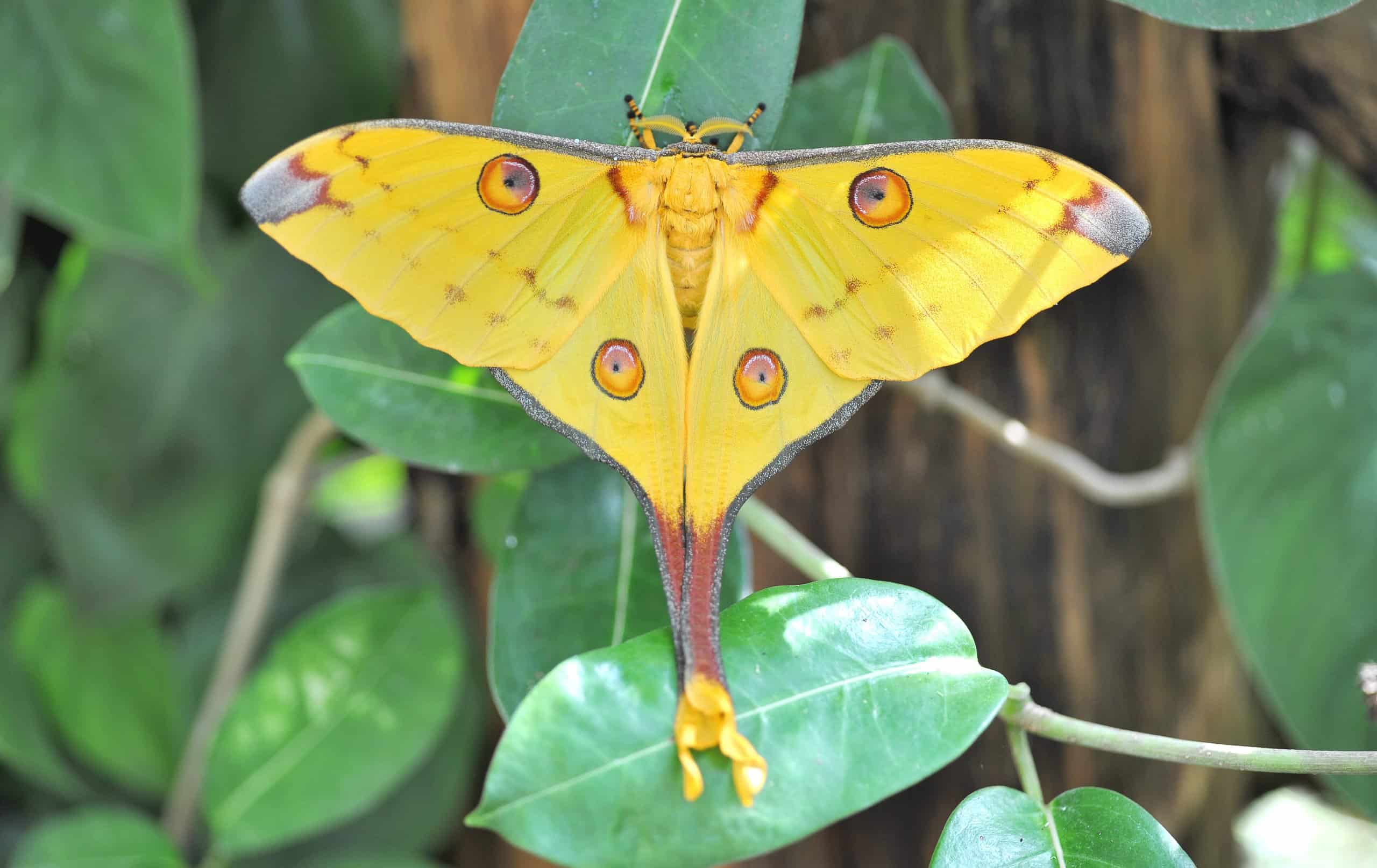 The world’s most stunning silkmoth is also quite extraordinary