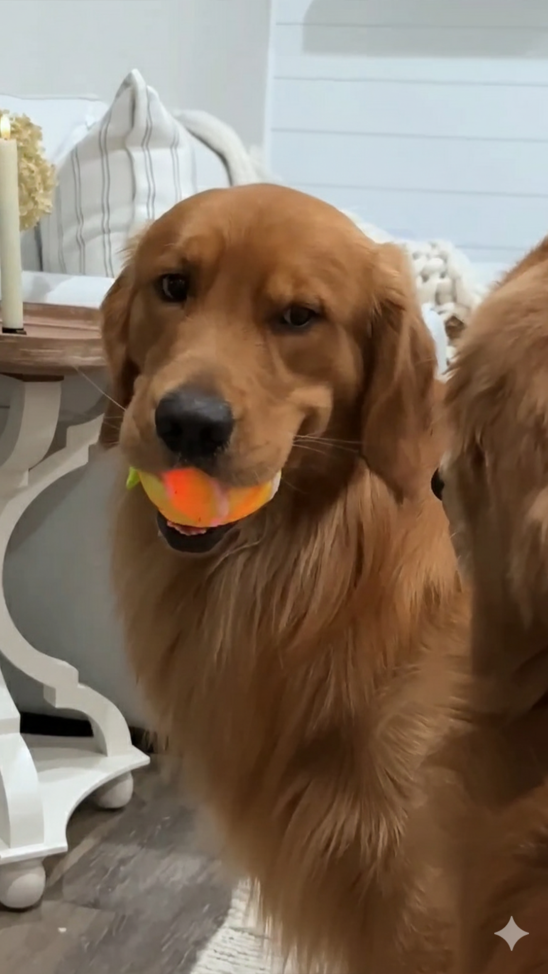 Did this toy hypnotize him?