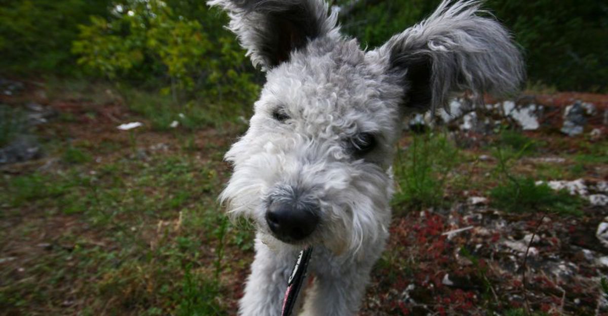 11 dog breeds that commonly struggle with car rides – what to fix ...