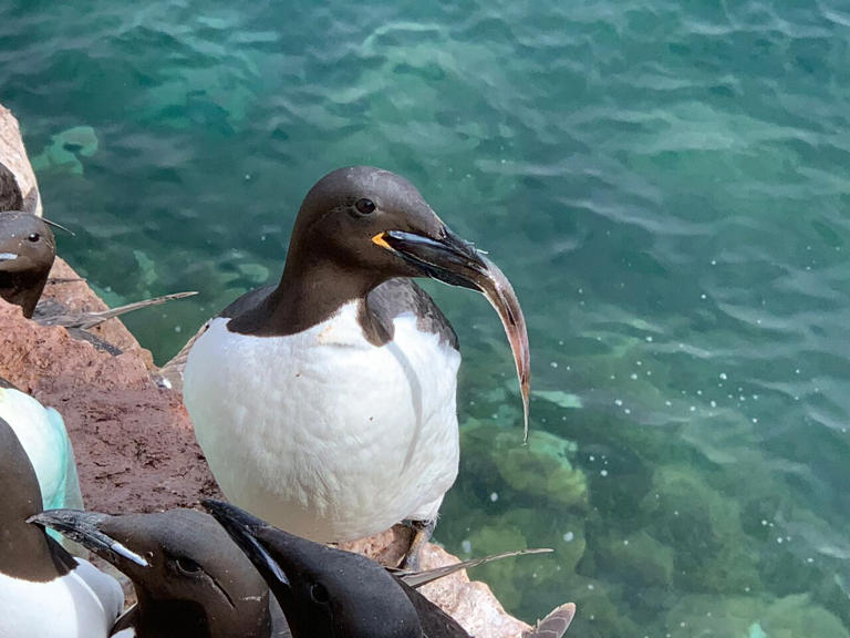 Colony of 'penguins of the North' in NWT threatened by Arctic shipping ...