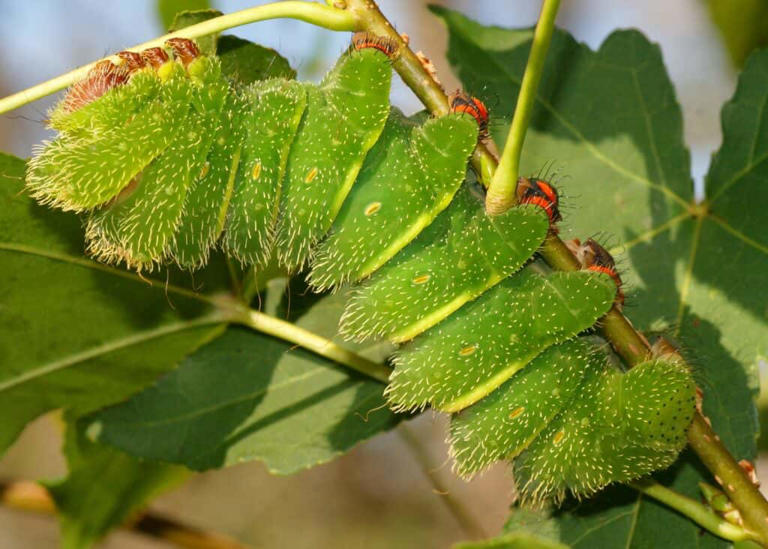 The world’s most stunning silkmoth is also quite extraordinary