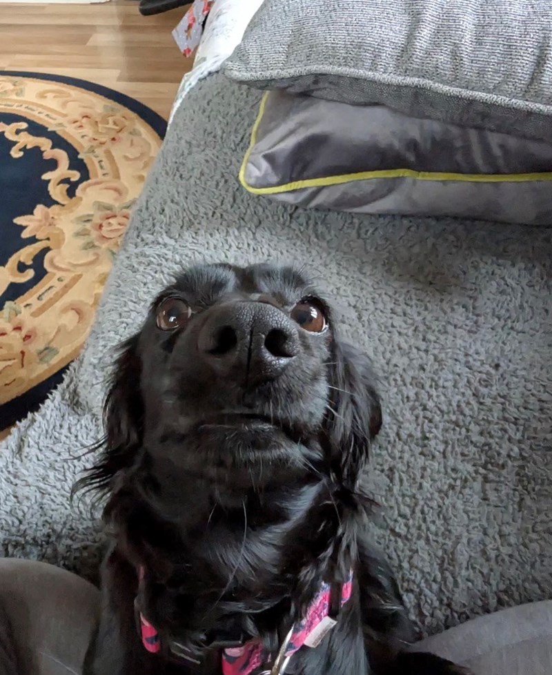 21 dogs judging you with the precision of a passive-aggressive roommutt