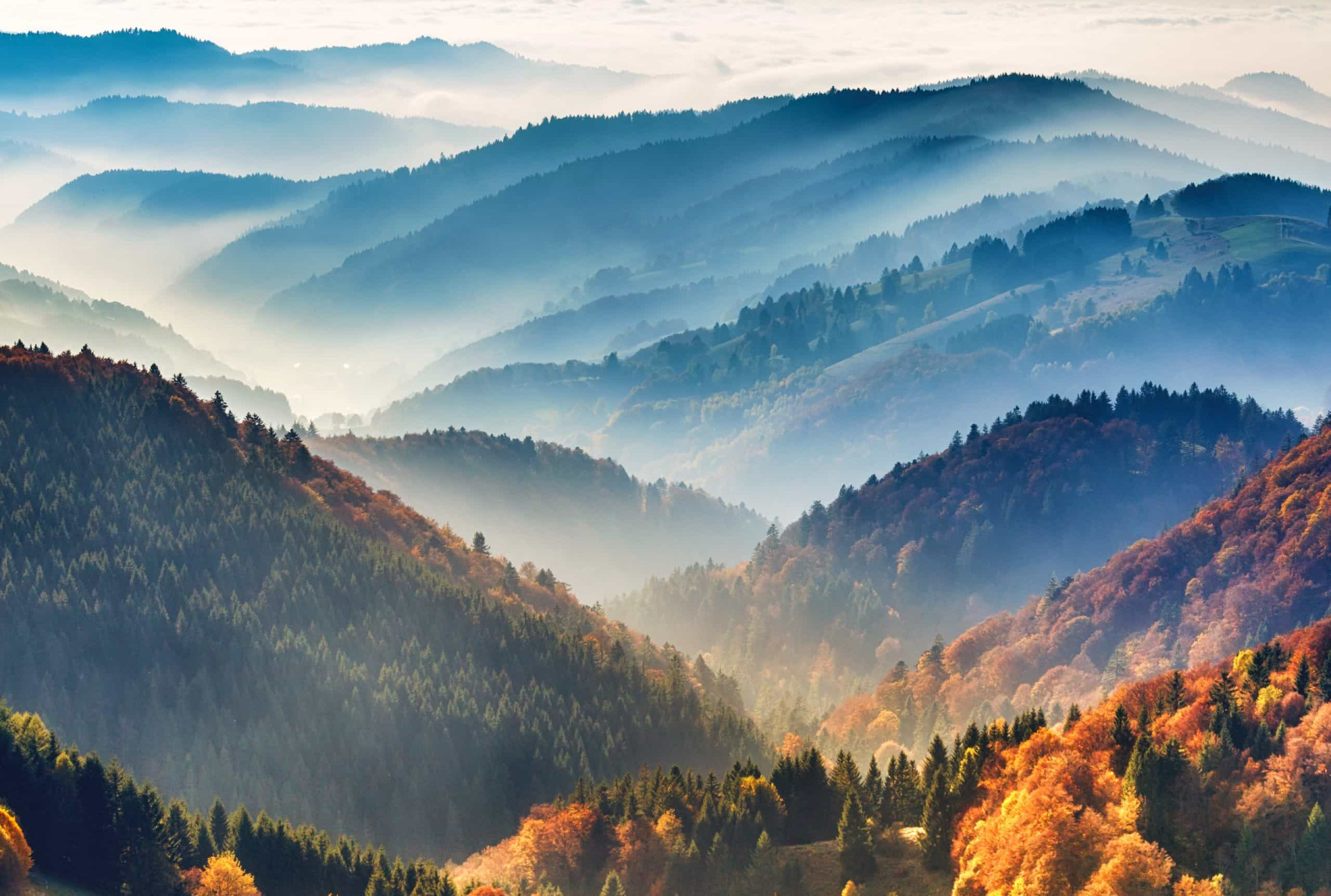 Amazing European forests you'll want to explore