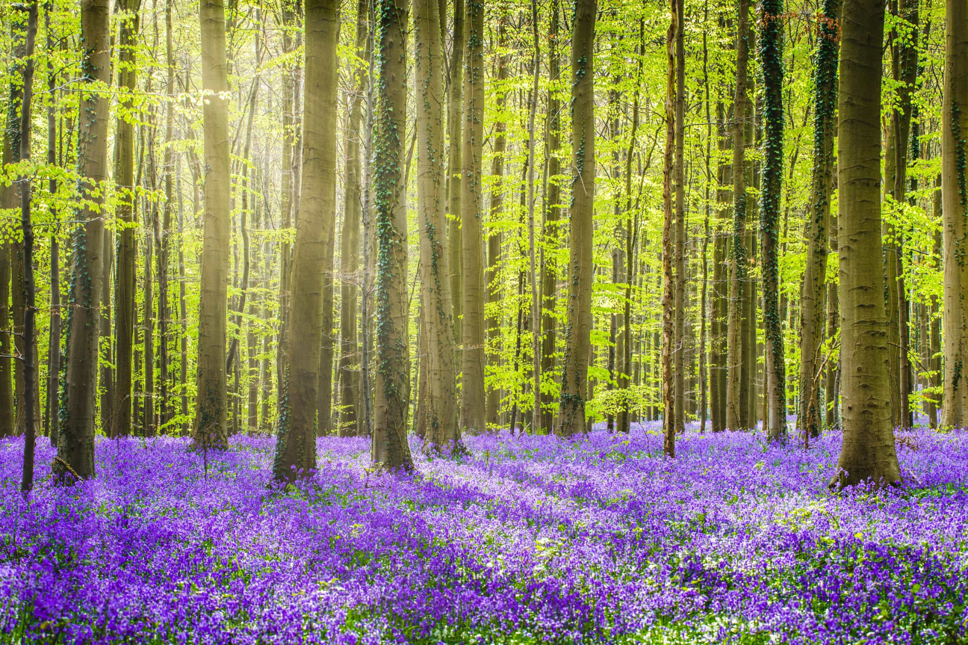 Amazing European forests you'll want to explore