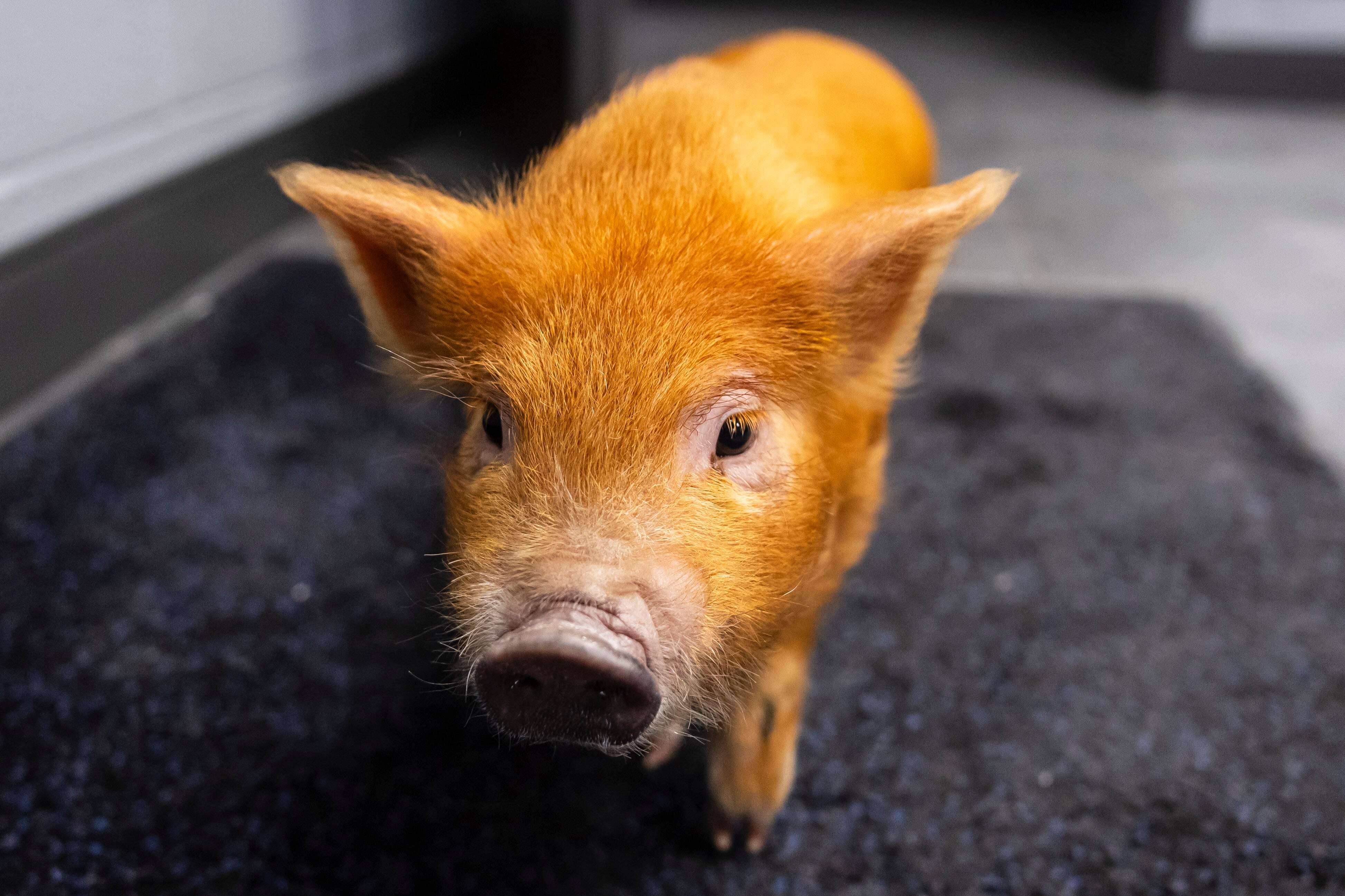 Snowy find lands piggy in police HQ for a day, and other Saginaw-area ...