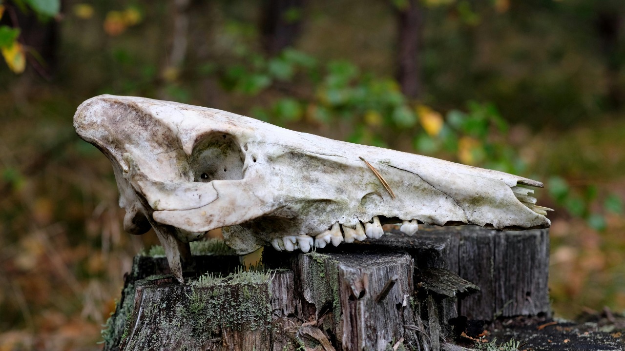 A 4,000-year-old sheep tooth reveals how a plague spread across Eurasia