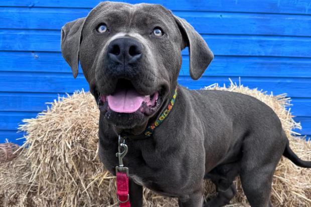 Beautiful 'gentle giant' seeks second chance after months in rescue shelter