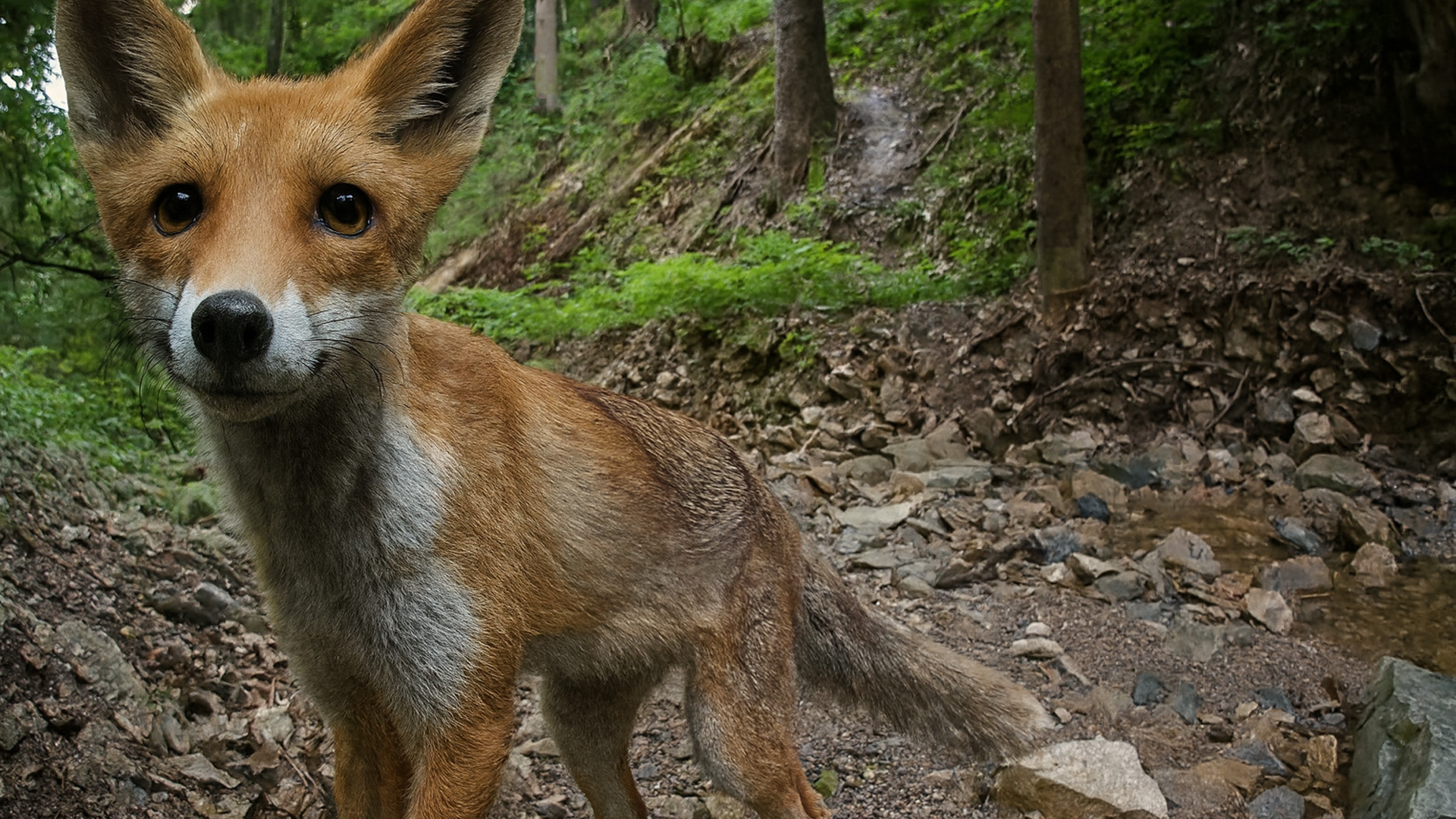 Une caméra animalière filme cette scène au bord de la rivière