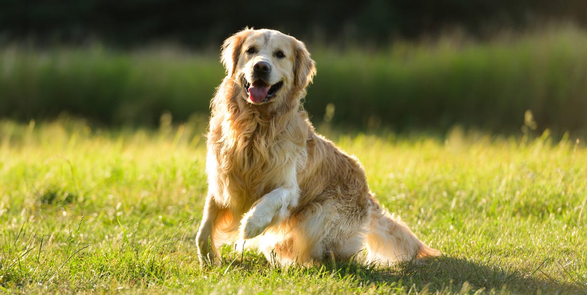 8 signs of arthritis in dogs, plus a vet's guidance on when it may be ...