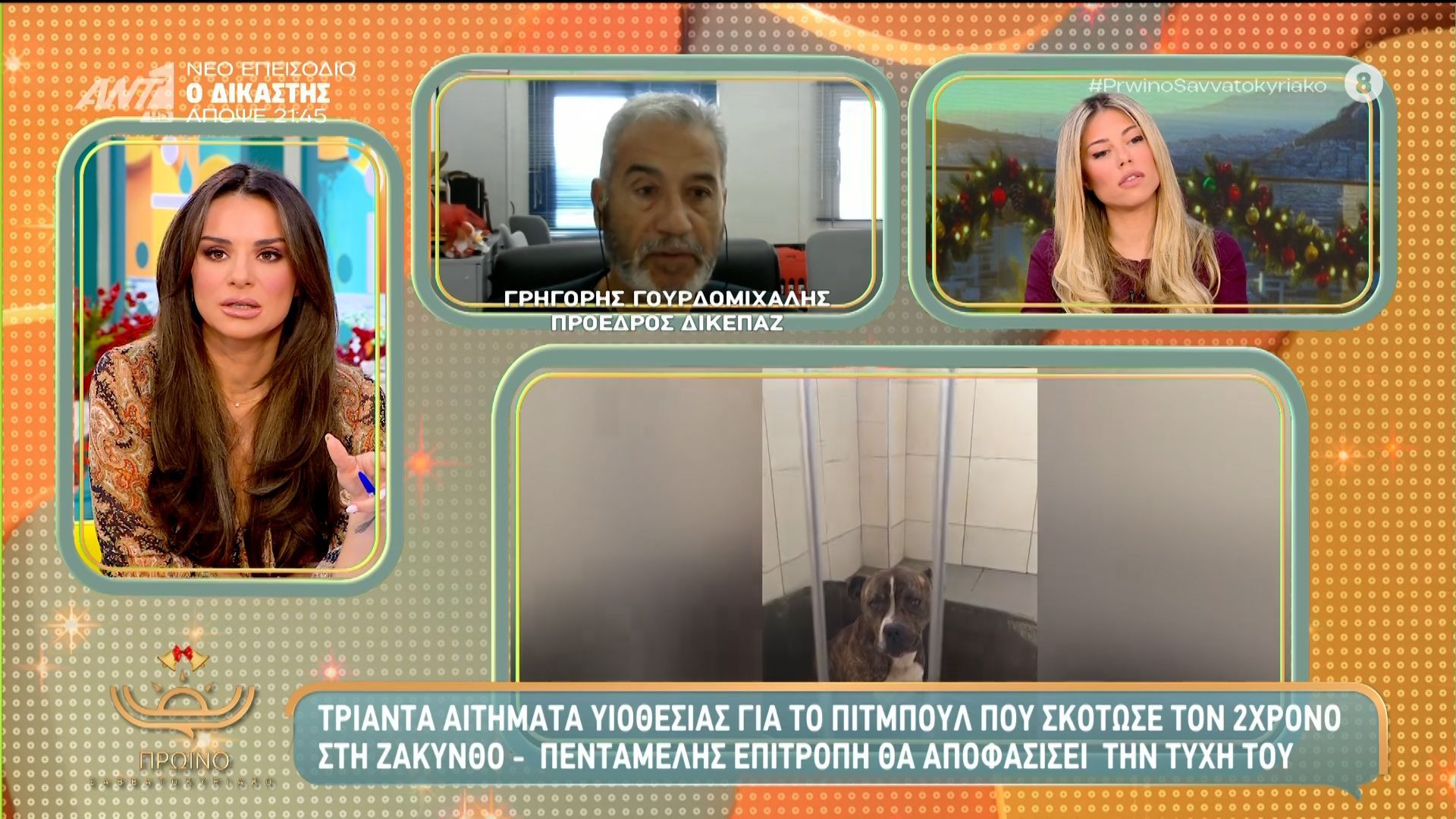 Ζάκυνθος: 30 αιτήματα υιοθεσίας για το πιτ μπουλ που σκότωσε τον 2χρονο ...