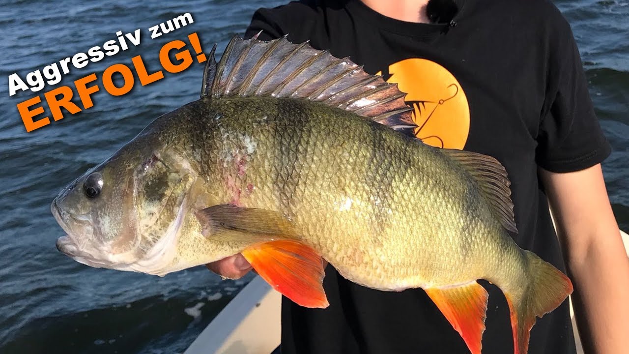 Barschangeln im Hochsommer - aggressive Führung bringt den Erfolg ...