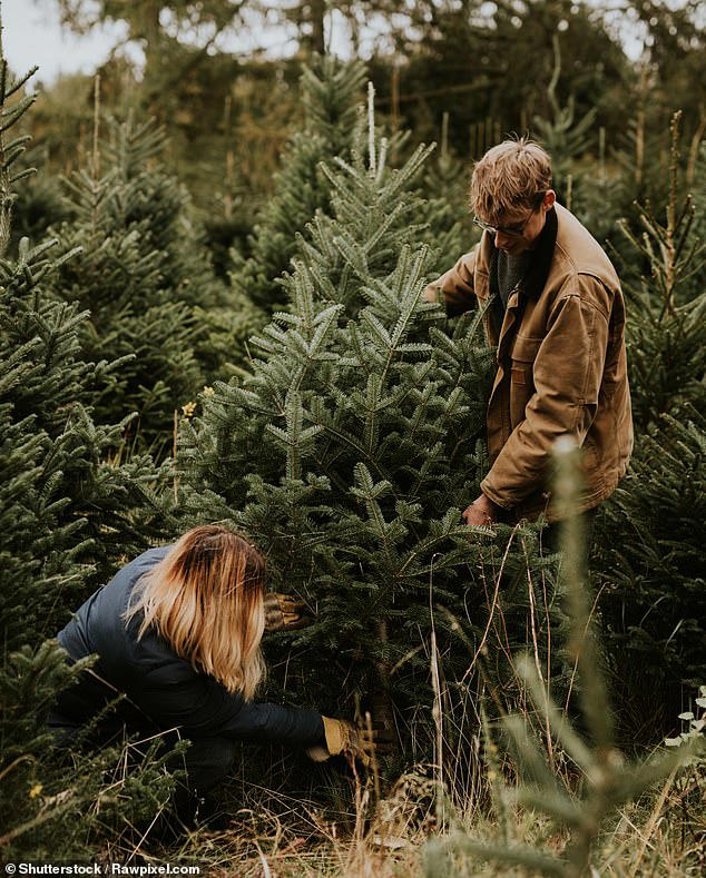 Christmas tree growers warn dry summer means they could be bare by the ...