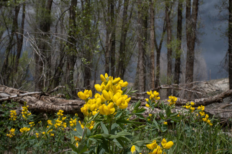 Did you know some seeds need the cold before sprouting?