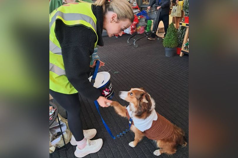Nearly €800k for Cork animal welfare and rescue groups