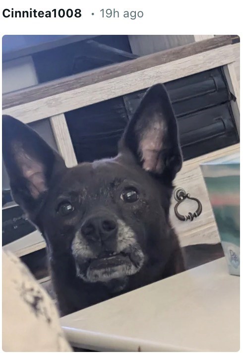 21 dogs judging you with the precision of a passive-aggressive roommutt