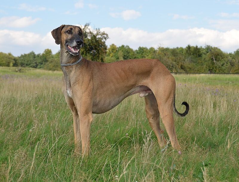 11 dog breeds that commonly struggle with car rides – what to fix ...