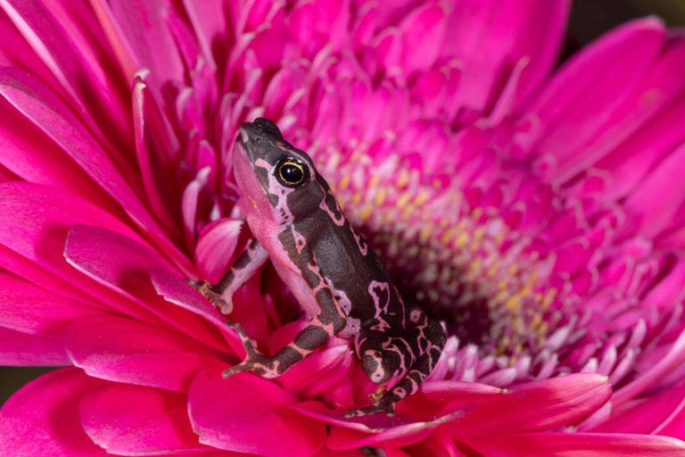 The bizarre purple toad you have to see to believe