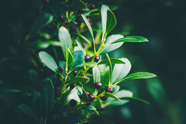 7 shrubs you almost never have to prune