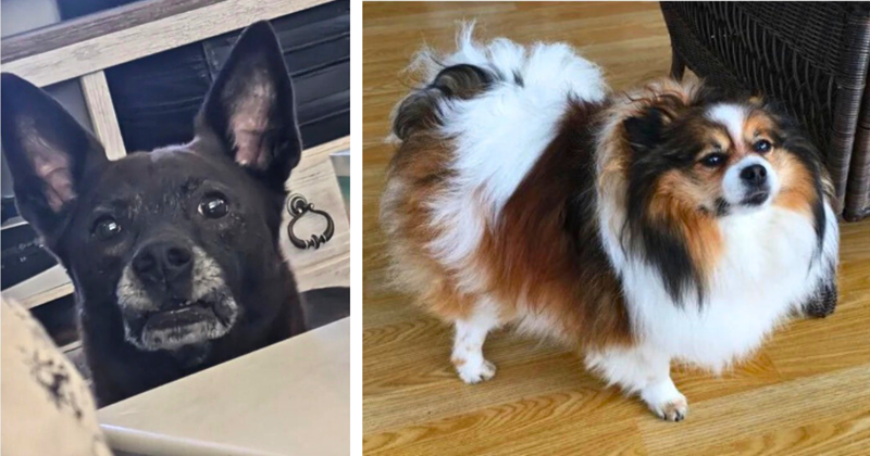 21 dogs judging you with the precision of a passive-aggressive roommutt
