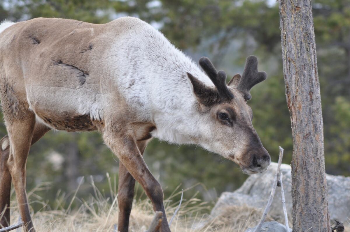 Parasitic brain worm deadly for moose, elk, caribou found in Alberta