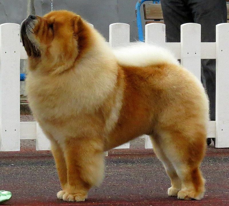 15 dog breeds that often dislike strangers touching them – the ...