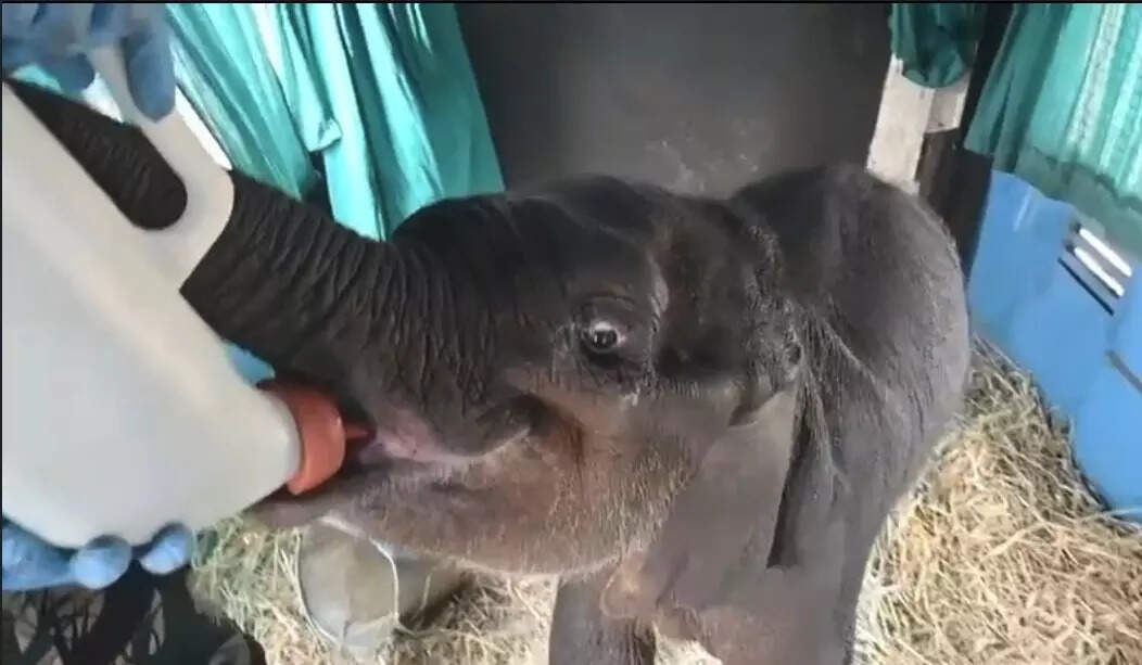 Rescued elephant calf transferred to Nandankanan for health and social ...