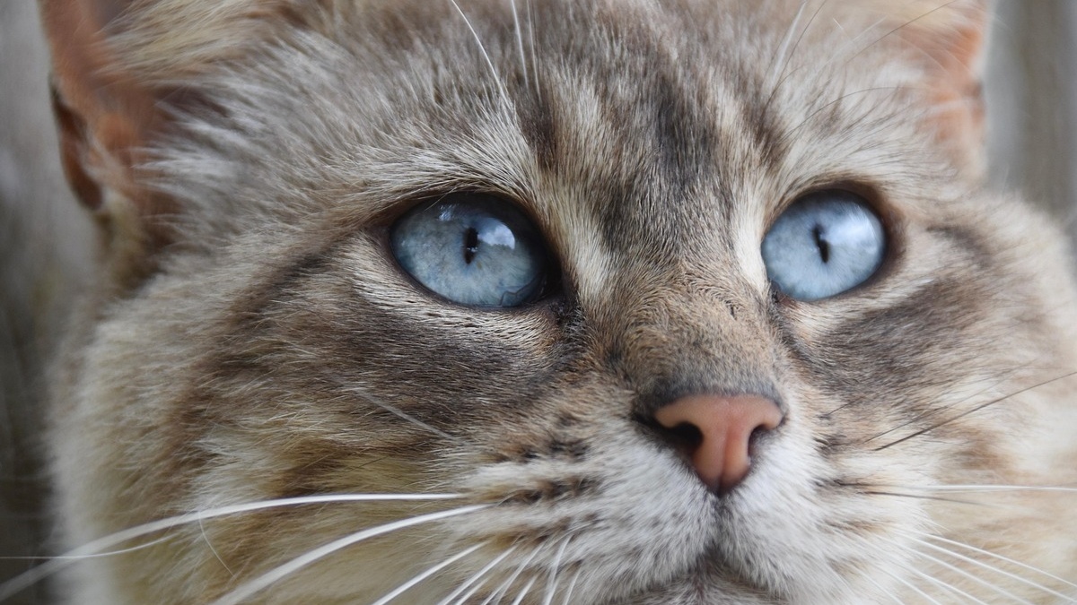 8 comportamientos de tu gato que parecen irritantes pero son cariño