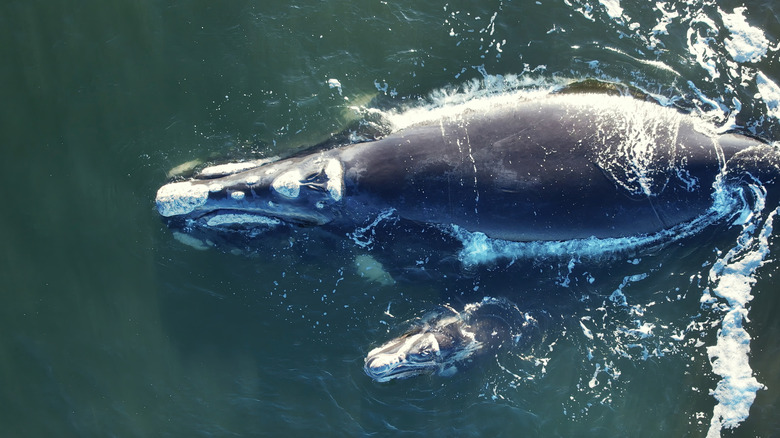 The average lifespan of a bowhead whale might surprise you