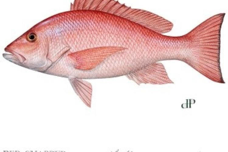 Red snapper recreational for-hire season now open