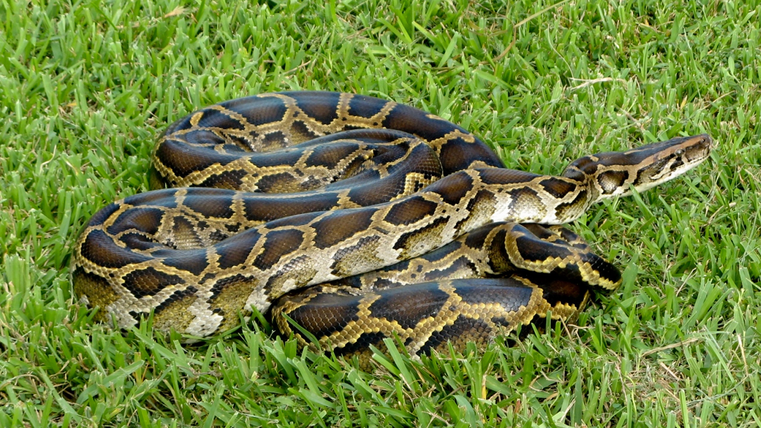 Florida hunters earn bounties for python removal
