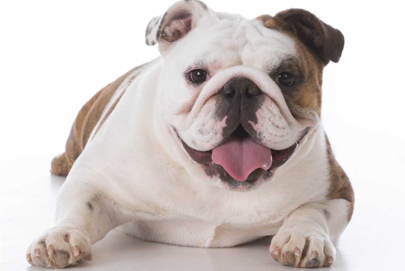 The shortest living dog breeds
