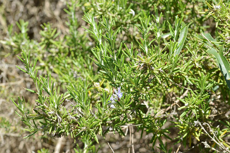 Trapianto del rosmarino fallito? Hai commesso questo errore