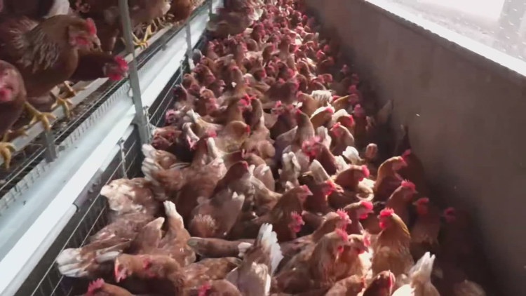 Avian flu hits East Texas poultry flock, becoming first case in state ...